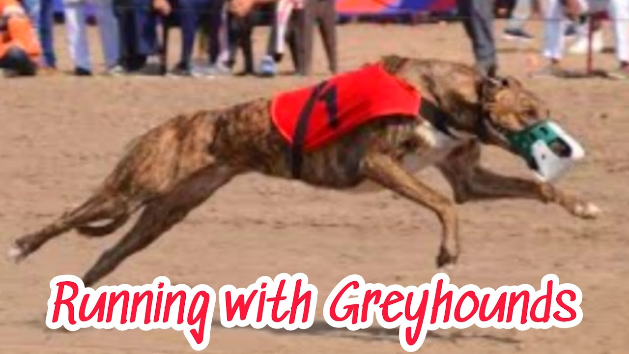 **"Greyhounds in Action: A Showcase of Speed and Endurance"** - YouTube