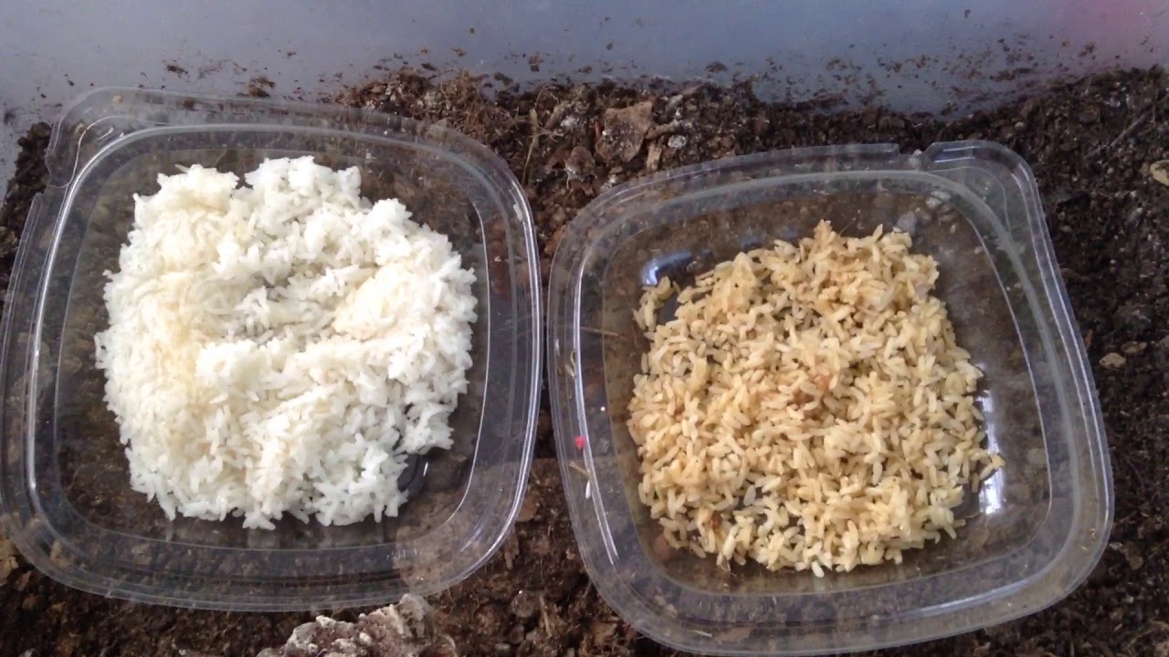 What is the difference using brown rice versus white rice in IMO2 ...