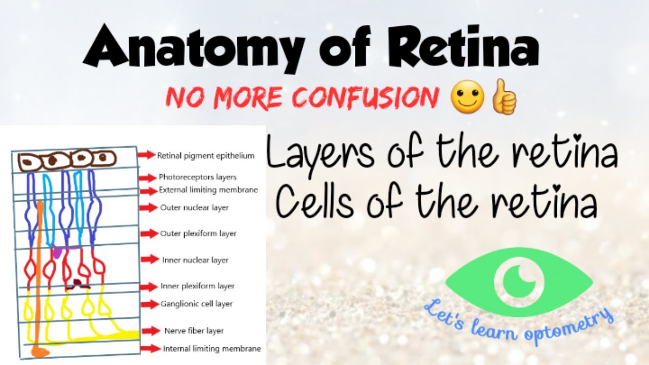 Anatomy of Retina | Retinal layers - YouTube