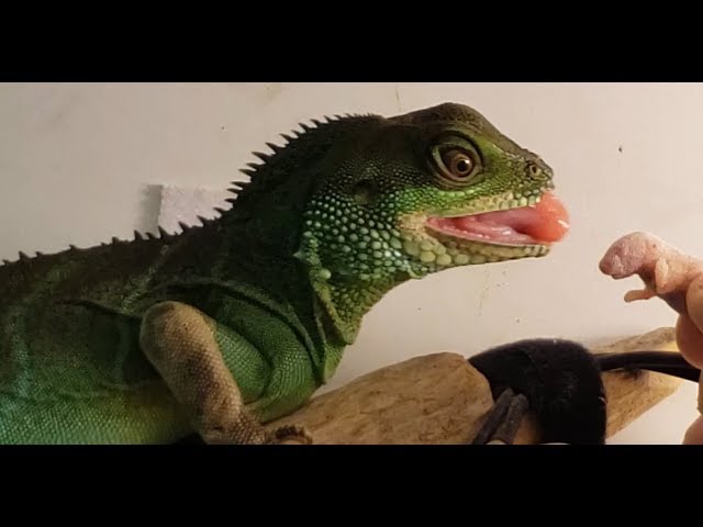 Water Dragon Lizard Diet