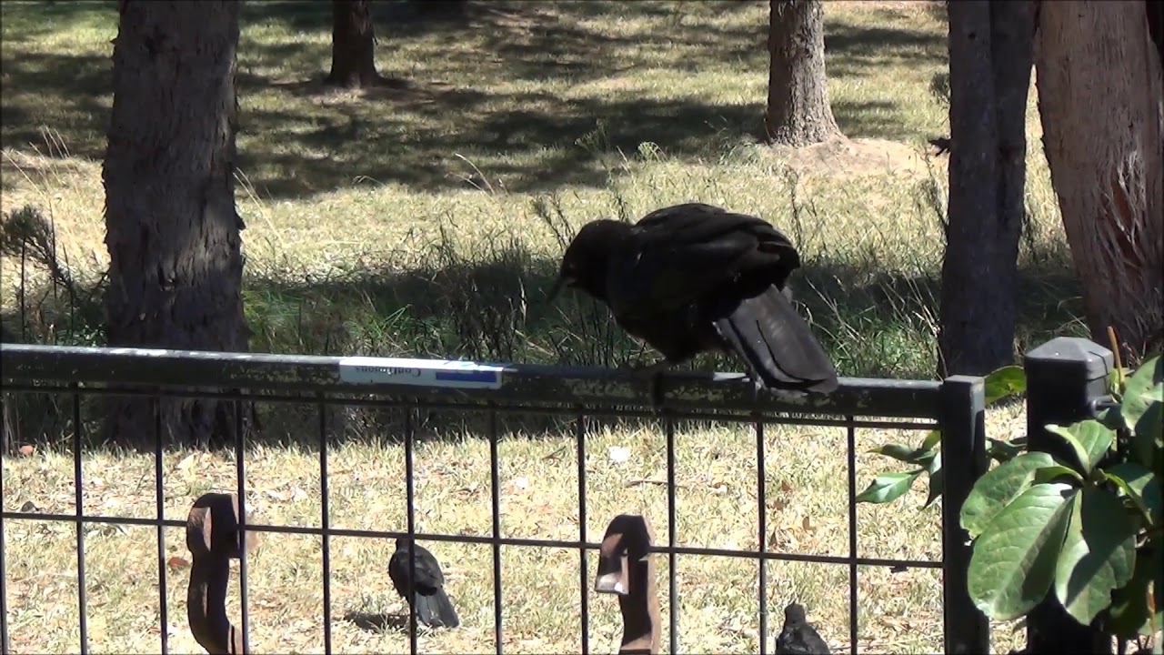 chuffs Movie play with edit in Thumbs - YouTube