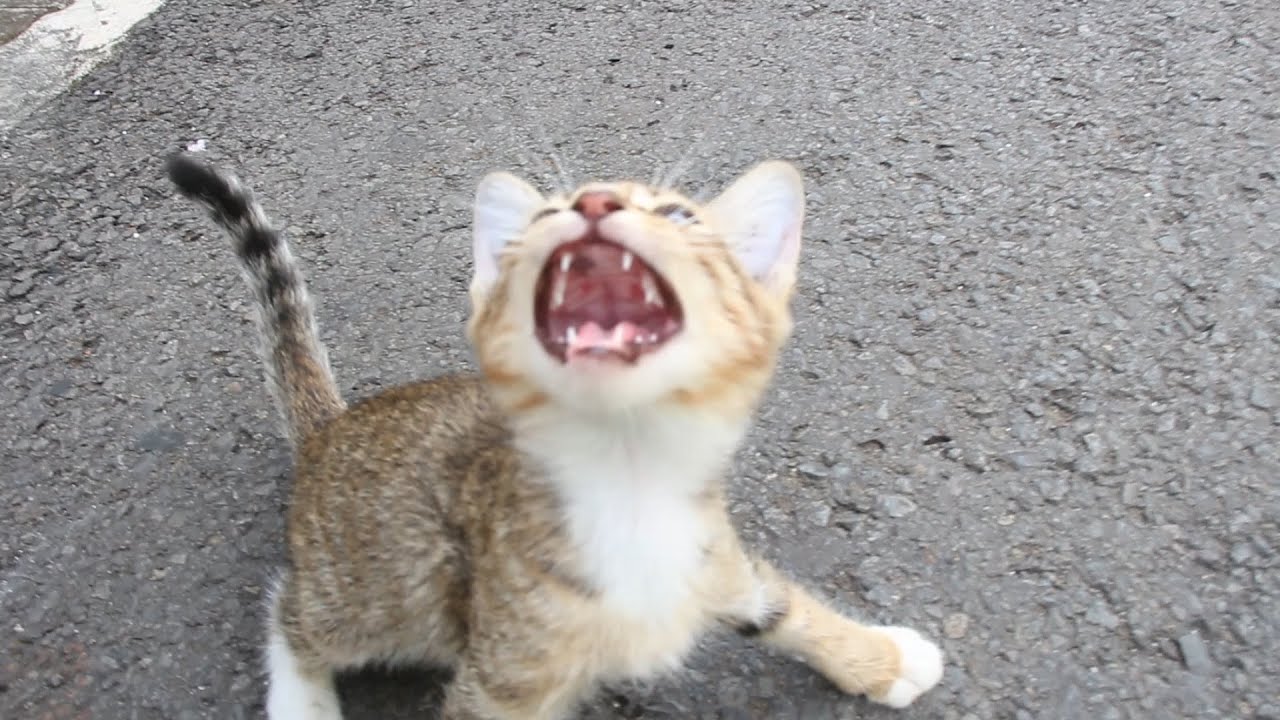 Hungry kitten meowing for food - YouTube
