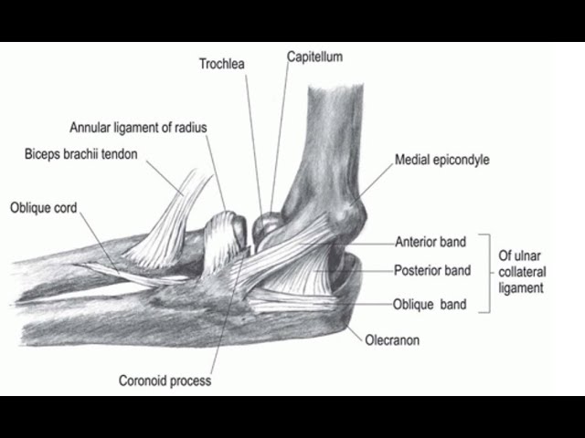 Understanding The Medial Ulnar Collateral Ligament Of The