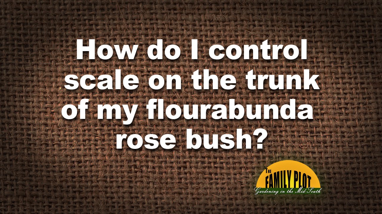 Q&A - Scale on rose trunk - YouTube