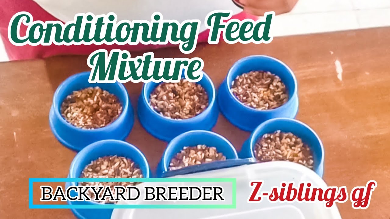 CONDITIONING FEED MIXTURE | BACKYARD BREEDER - YouTube