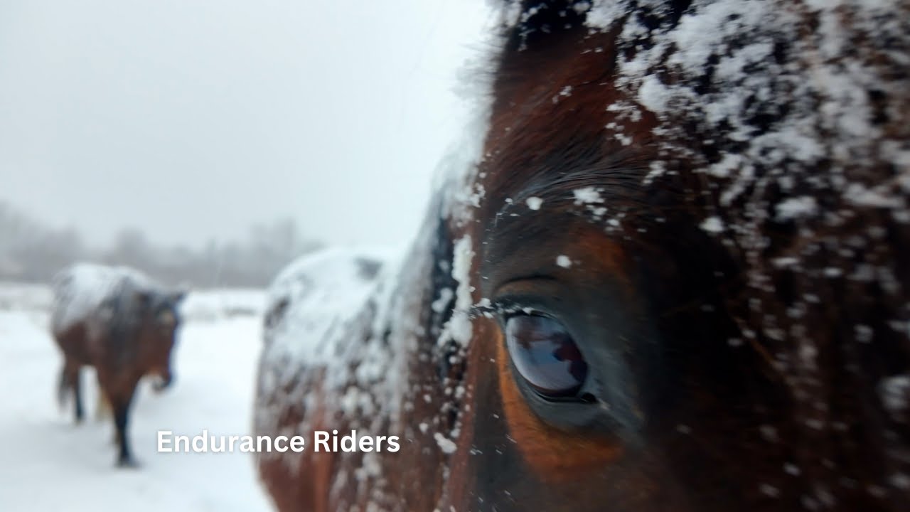 Horses Endure Harsh Winter Winds Off The Atlantic Ocean! Storm on the ...