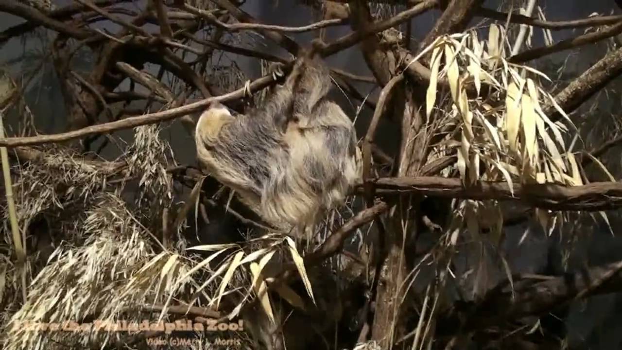 Philadelphia Zoo Sloth Father Eating and Exploring - YouTube