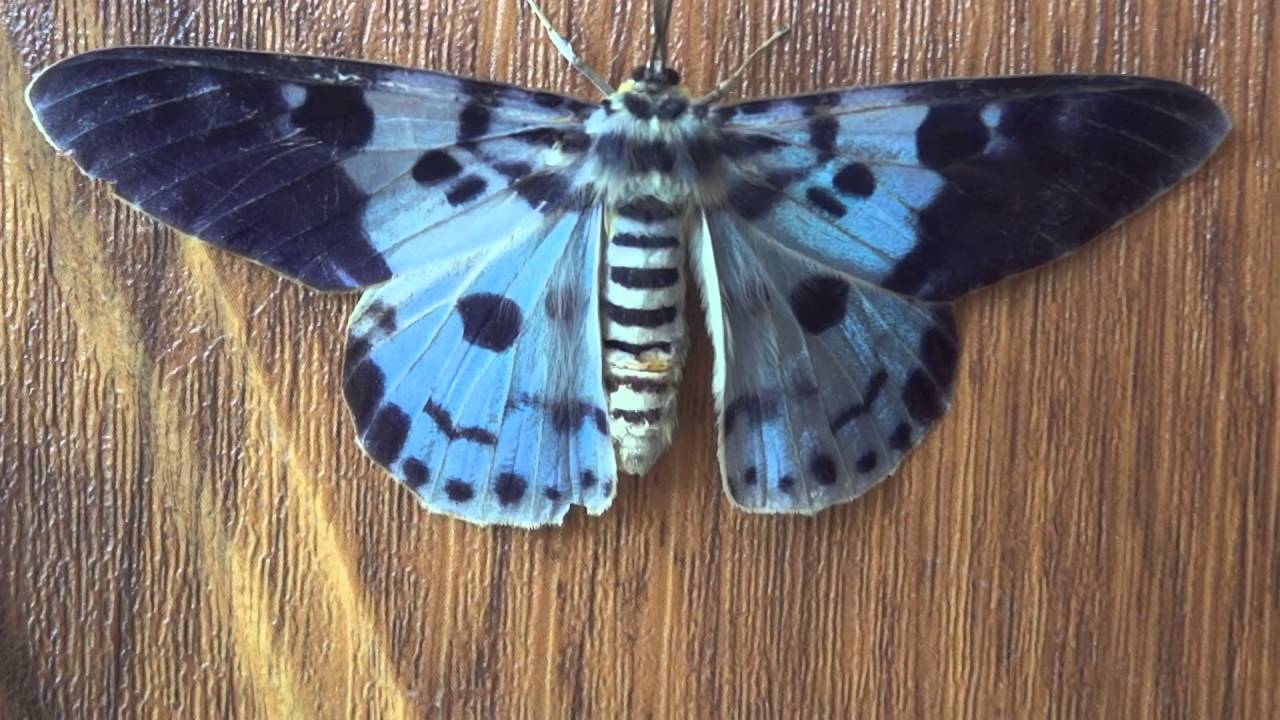 Beautiful Blue moth - YouTube