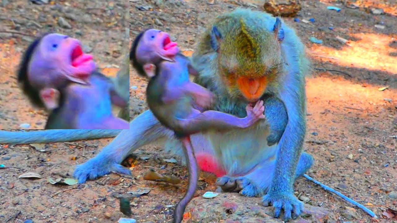 Really Got Ter_rible Weaning To Stop More Milk Again...! Angkor TV ...