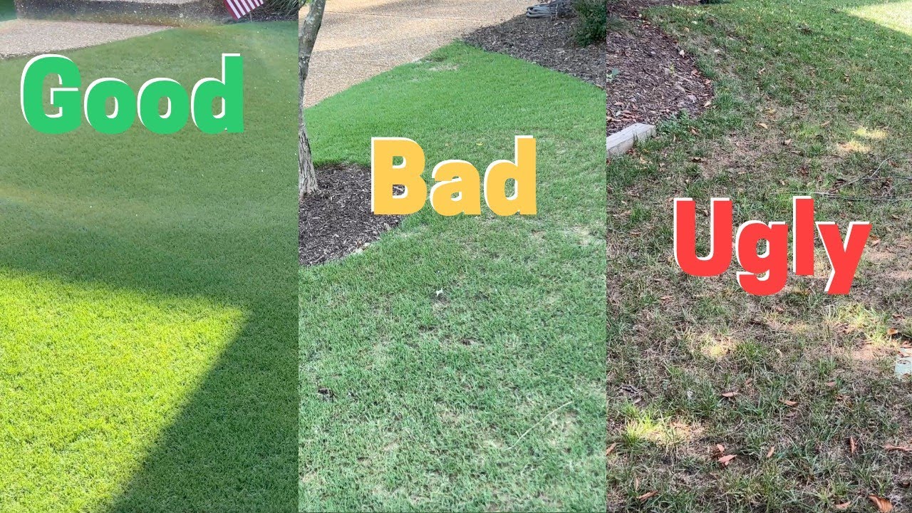 The Good, Bad, and Ugly... Lawn Update - YouTube