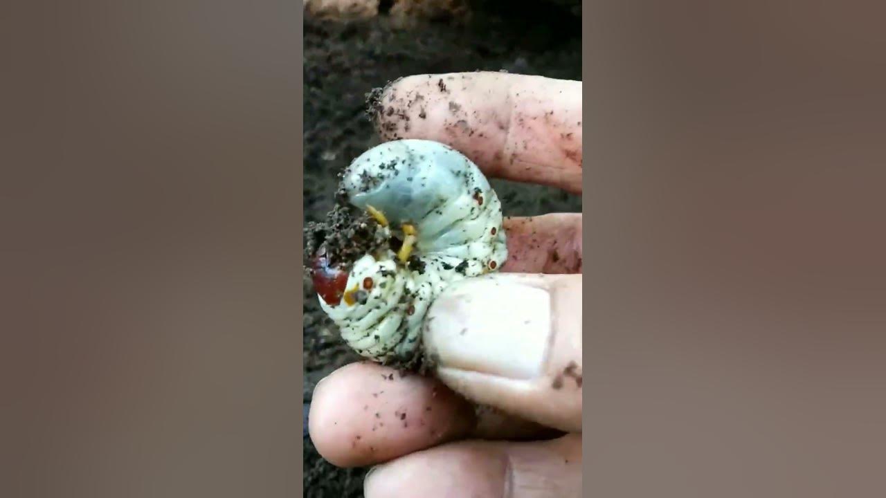 YUK! Mencari Larva Kumbang Tanduk didalam tanah - short video👉 # ...
