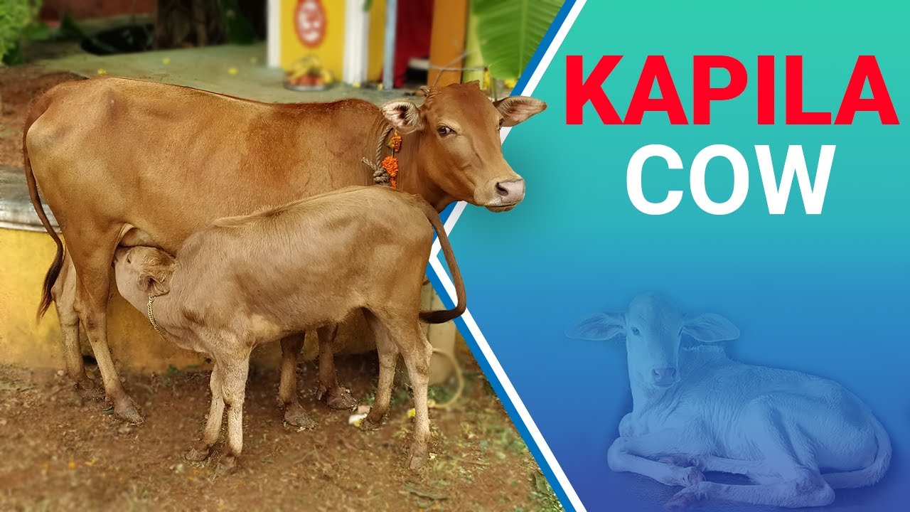 Kapila cow | जाने कपिला गाय की विशेषताएँ | - YouTube