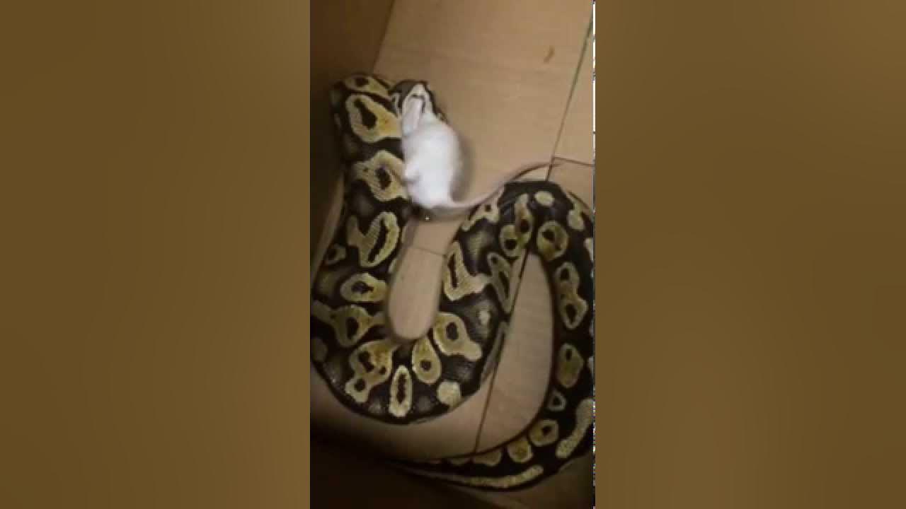 Python Eats Mice - YouTube