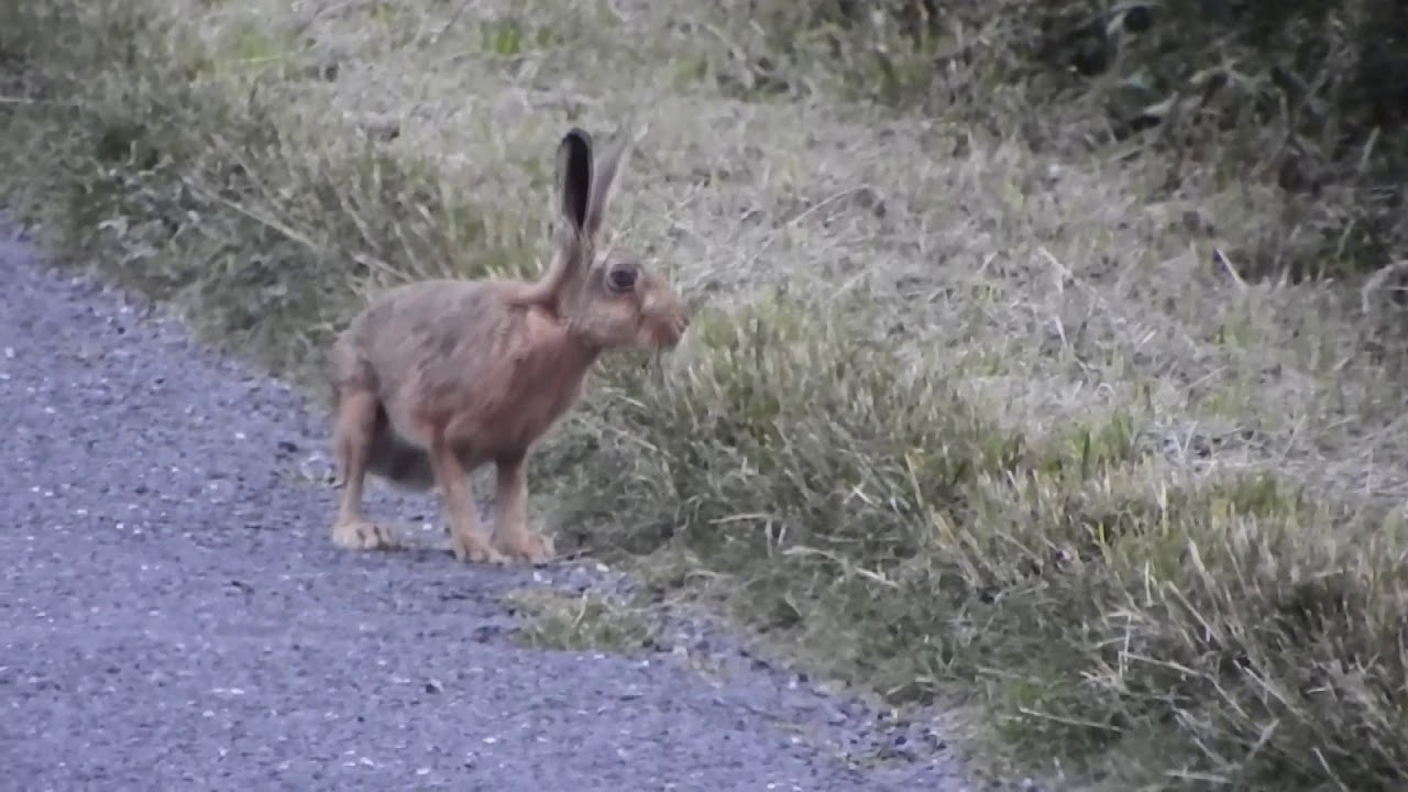hare - YouTube