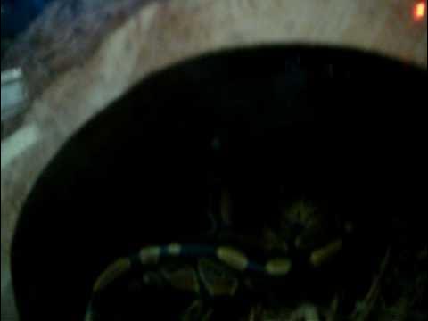 ball python eating live baby mouse - YouTube