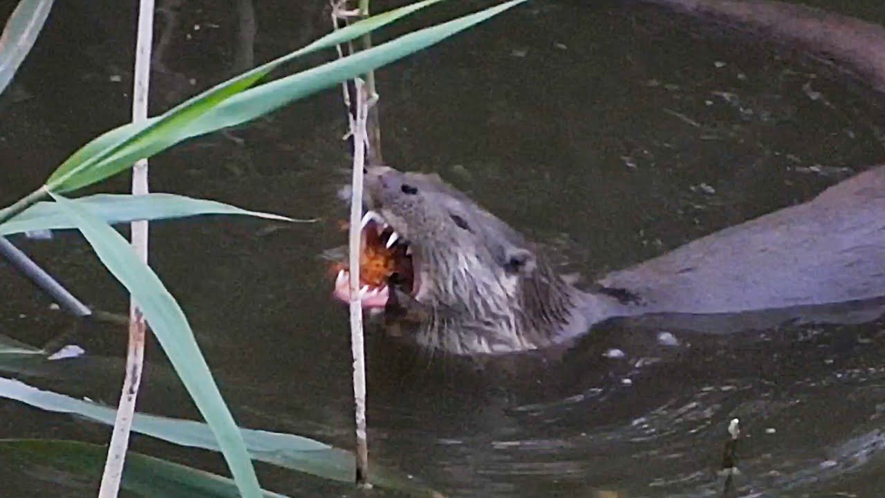 Nutria europea comiendo cangrejos. Cantabria. - YouTube