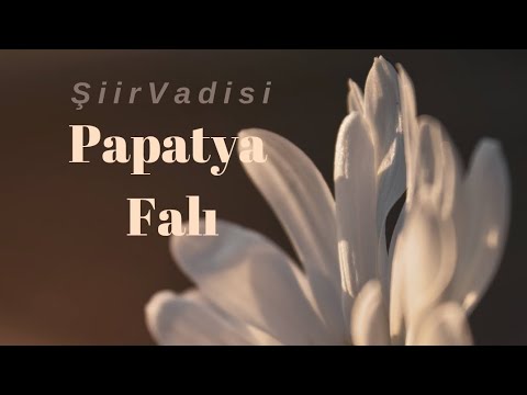 Papatya Falı Yusuf EYNALLI Şiir & Ali KINIK Ali Ayşe'yi Seviyor @bestekrizi