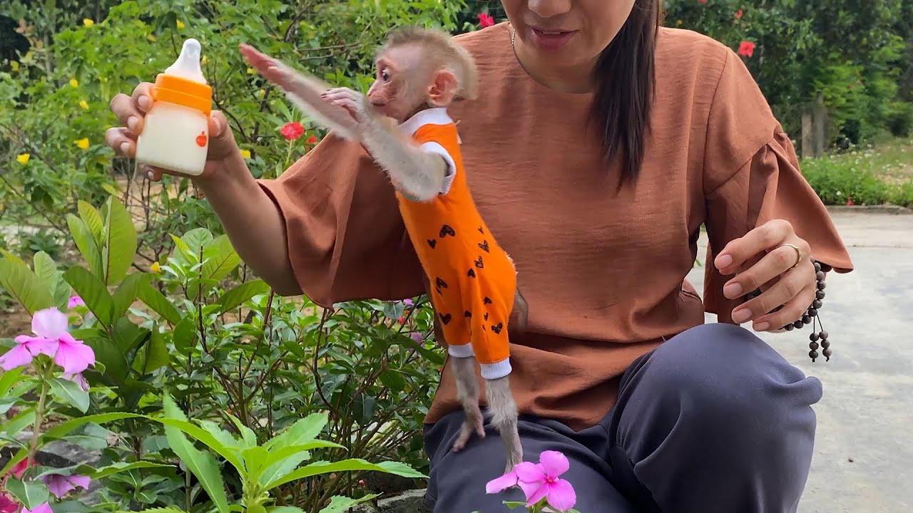 Baby monkey ZIM's funny expression every time she drinks milk | Monkey ...