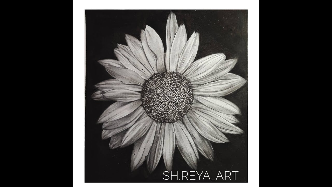 How to draw a sunflower easy step by step time-lapse video \ graphite ...