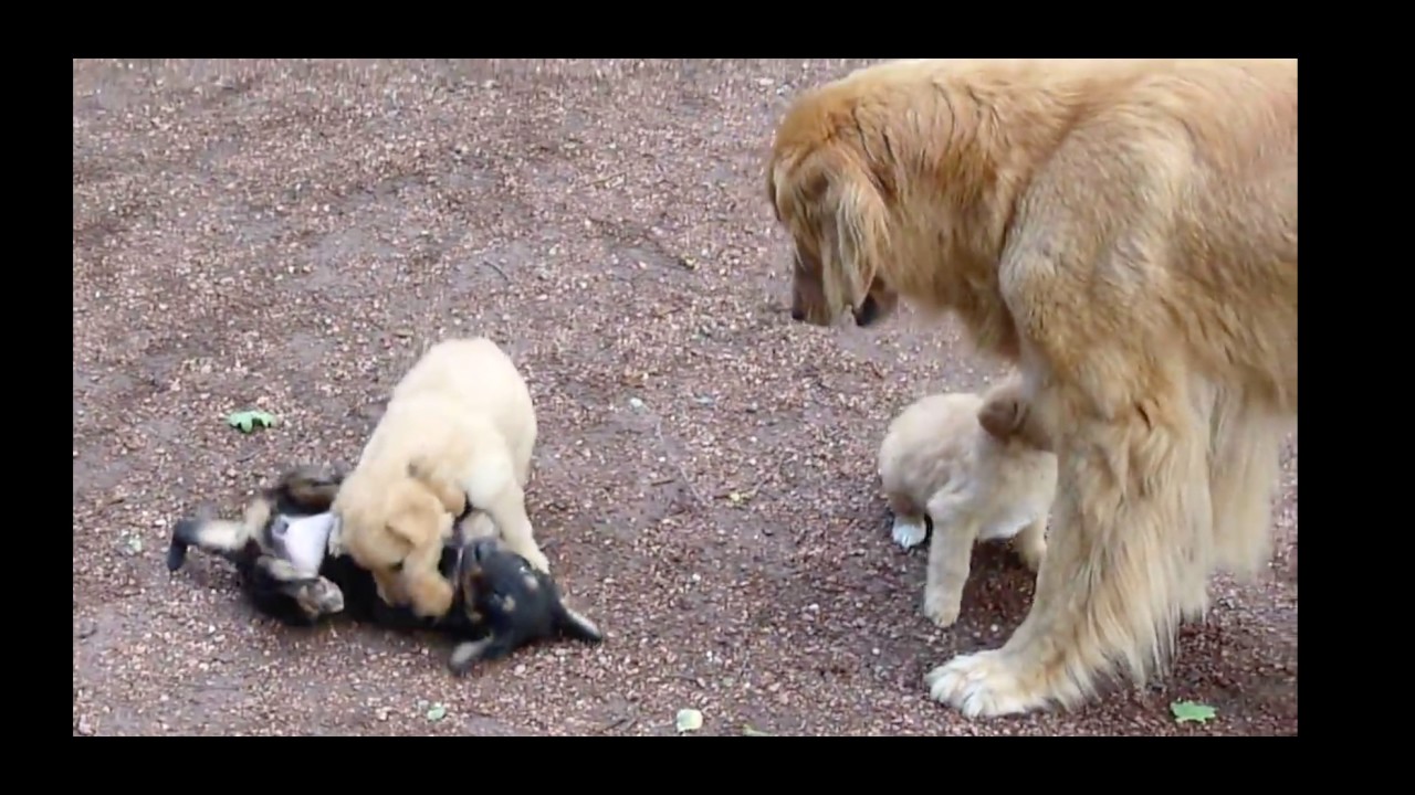 PTSD Amygdala programing in DOGS and Possibly human Victims of Abuse ...