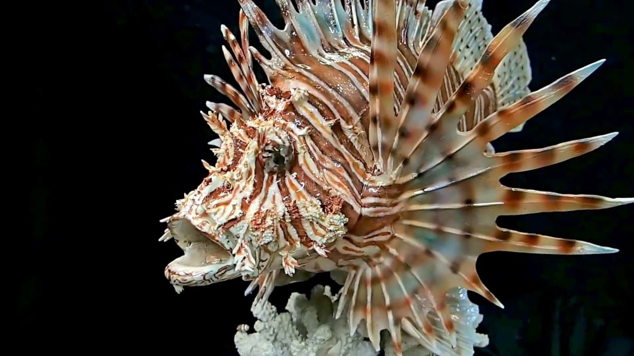 Lionfish fish mount by Marine Creations Taxidermy - YouTube
