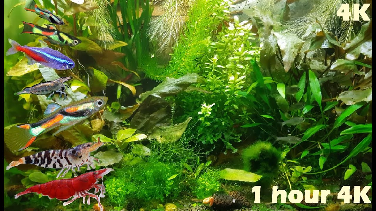 4K background fish relax aquarium relaxing screensaver aqua water no ...