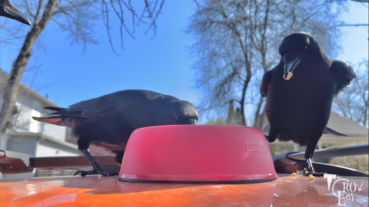 Crow Cam: Springy Springtime - YouTube