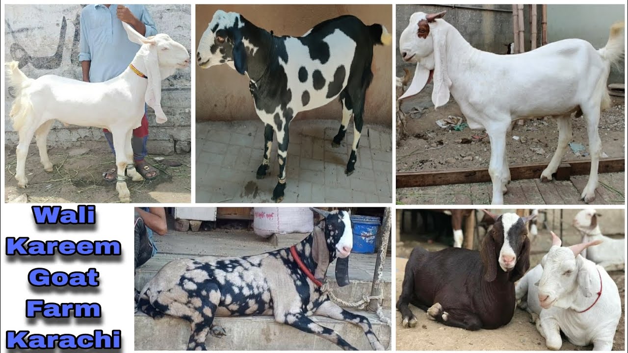 Wali Kareem Goat Farm Karachi. Gulabi Bakro Ki Lot. Gulabi Nasal me her ...