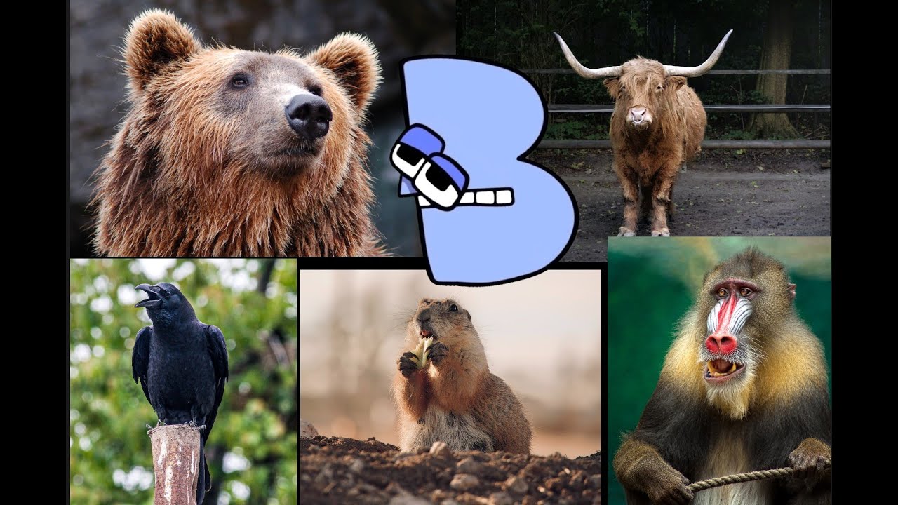 Alphabet Lore But Animal Songs (B) - YouTube