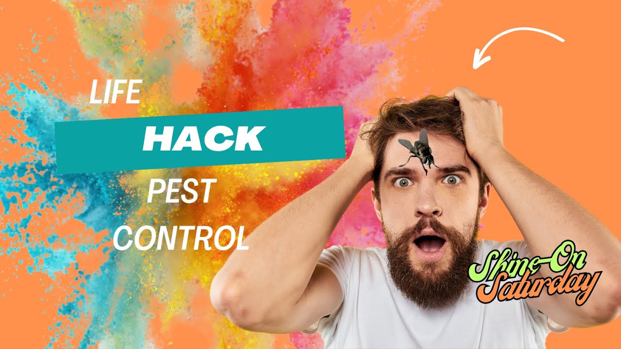 The Mind-Boggling Fly Repellent Hack: Coins, Water, and a Twist of ...