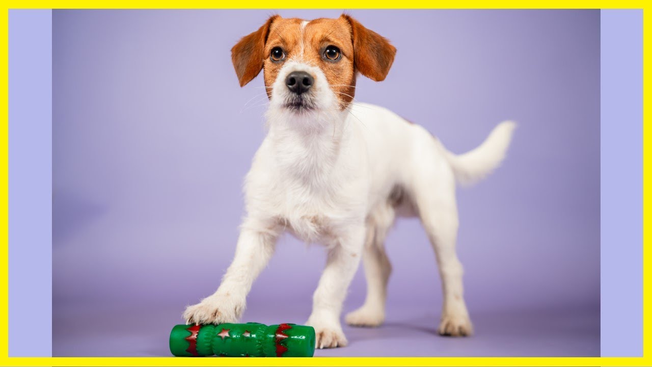 12 Intermediate Dog Tricks You Can Do With Your Dog - YouTube
