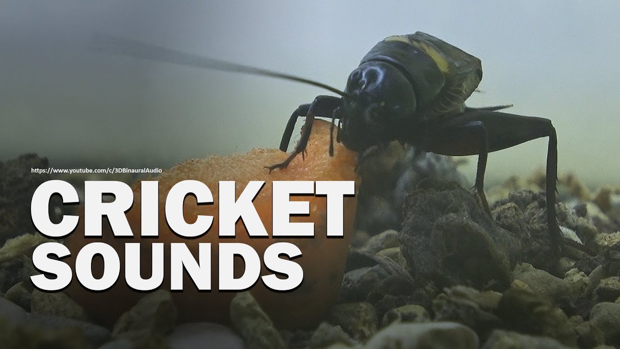Cricket Sound Effect 1 Hour + 1 Hour + 40 Minutes - YouTube
