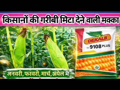 डेकल्ब मक्का 9108 प्लस || Dekalb DKC 9108 Plus |BAYER COMPANY SEEDS ...