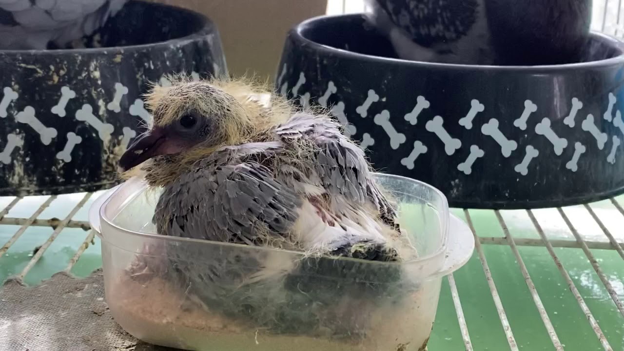 Racing pigeon breeding, Birmingham roller breeding, White racing homer ...