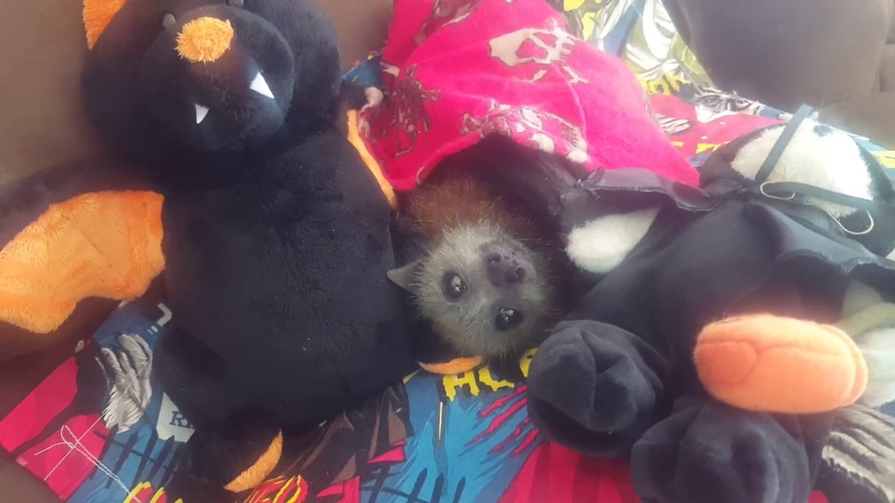 Happy Batty Halloween Trick Or Lick You'll Know What I Mean. - YouTube
