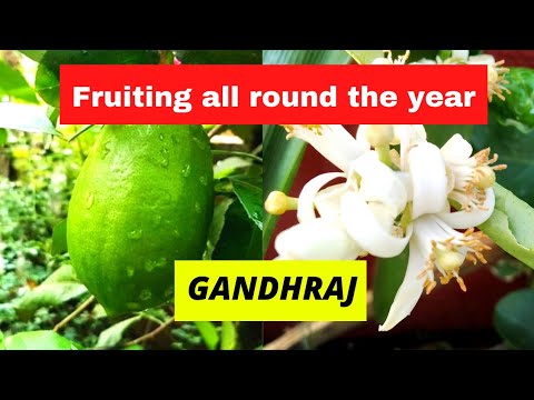 West Bengal's Most Famous aromatic Lemon! GANDHRAJ! How to grow & Care ...