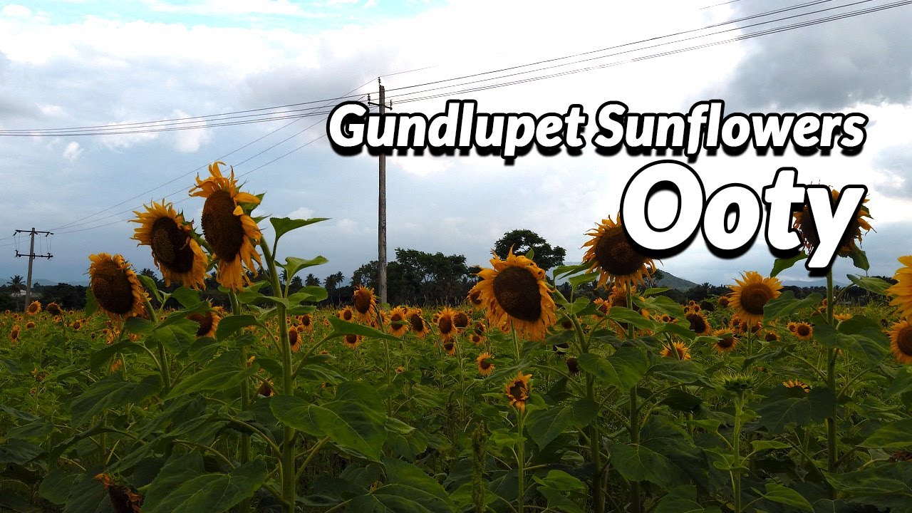 Sunflower Fields of Gundlupet in Karnataka on a Cloudy Day - YouTube