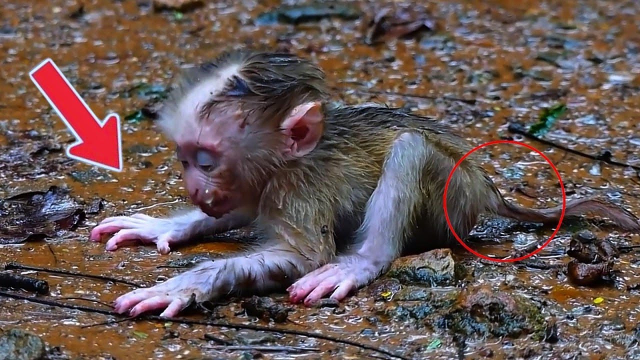 Poor Baby Monkey fell from a tall tree, Mother monkey is so careless. I ...