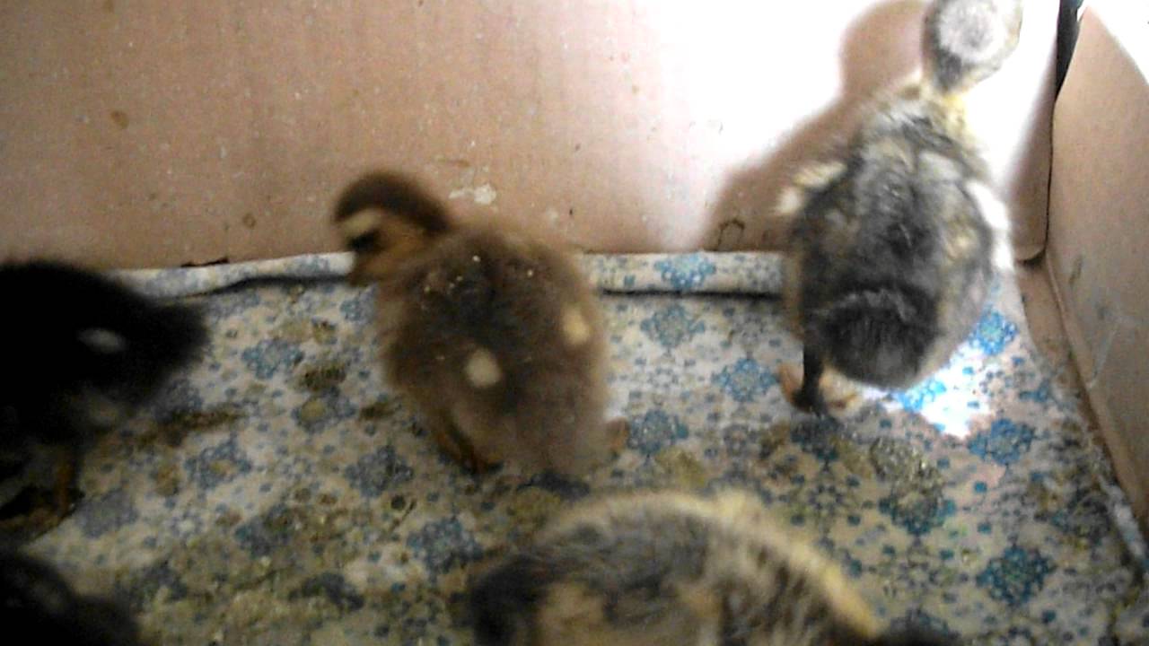 bobocei de...rata - YouTube