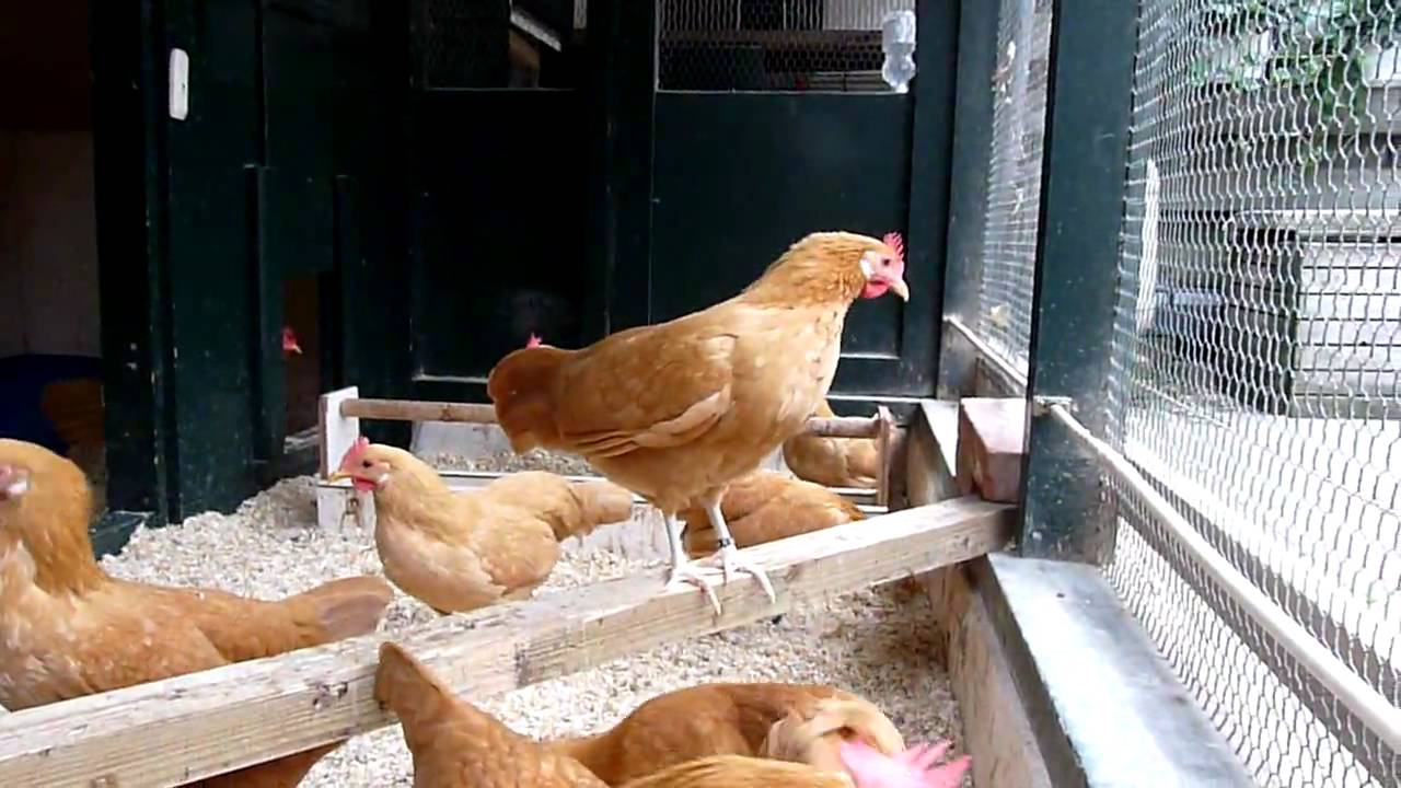 P1050618.MOV F1 Buff Leghorn Bantam x Buff Dutch Bantams - YouTube