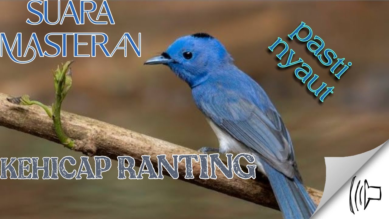 Suara Masteran Burung | Kehicap Ranting - YouTube