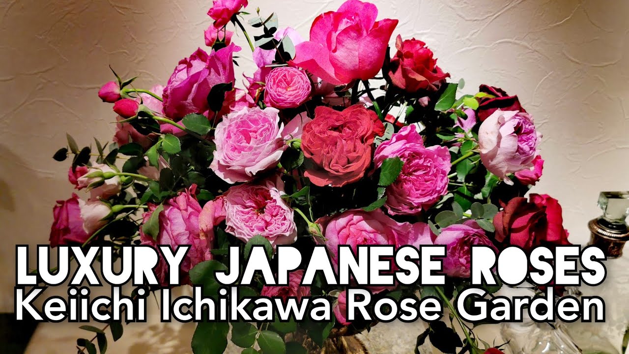 LUXURY ROSES of Japanese Rose Breeder KEIICHI ICHIKAWA ROSE GARDEN Shizuoka 市川バラ園作出 イヴ - YouTube