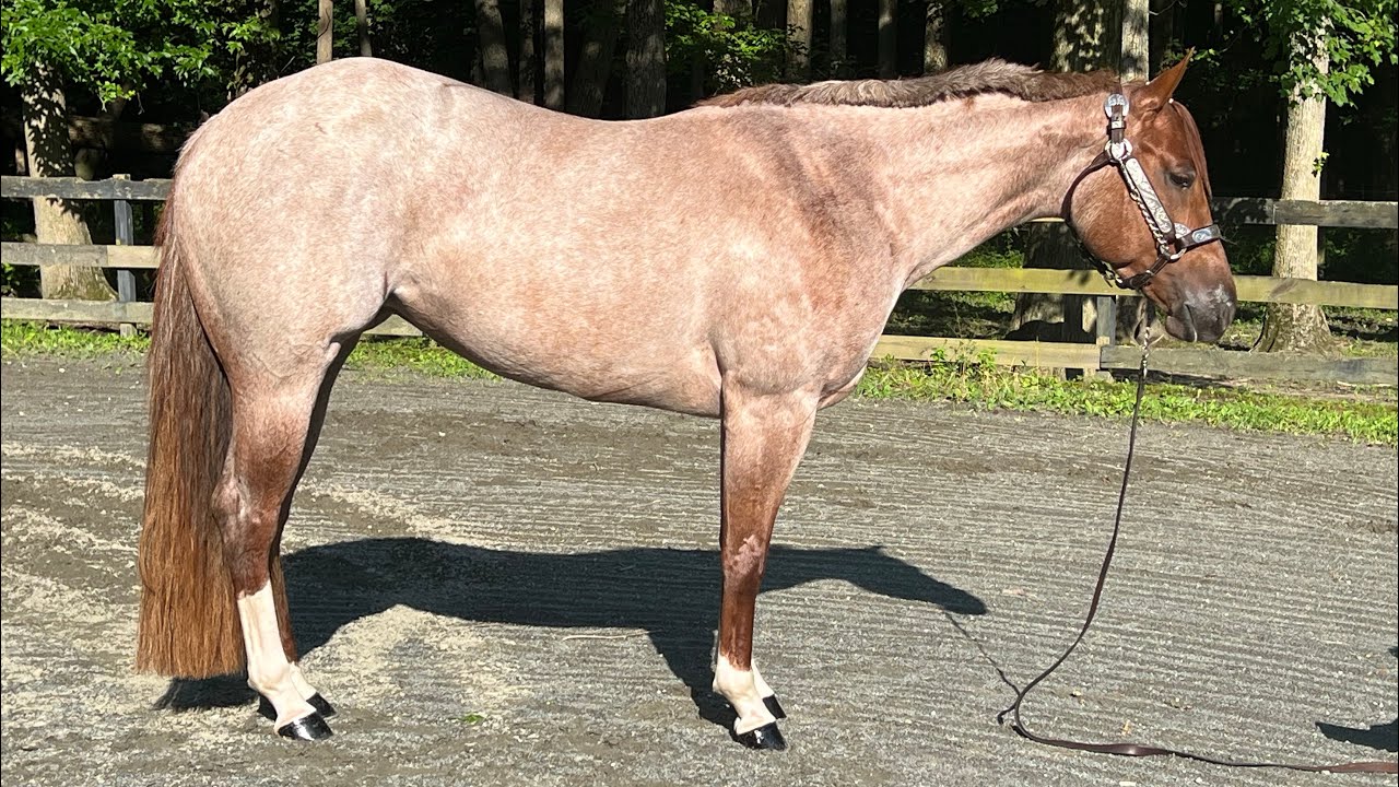 2020 AQHA/APHA Mare For Sale - YouTube