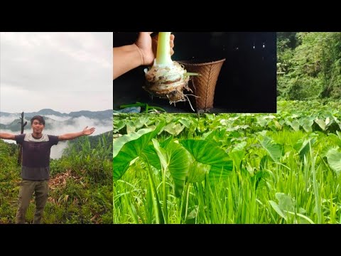Thinglhang mealei hoi dan2 chu Bal jong kei sang injong asang joe - YouTube