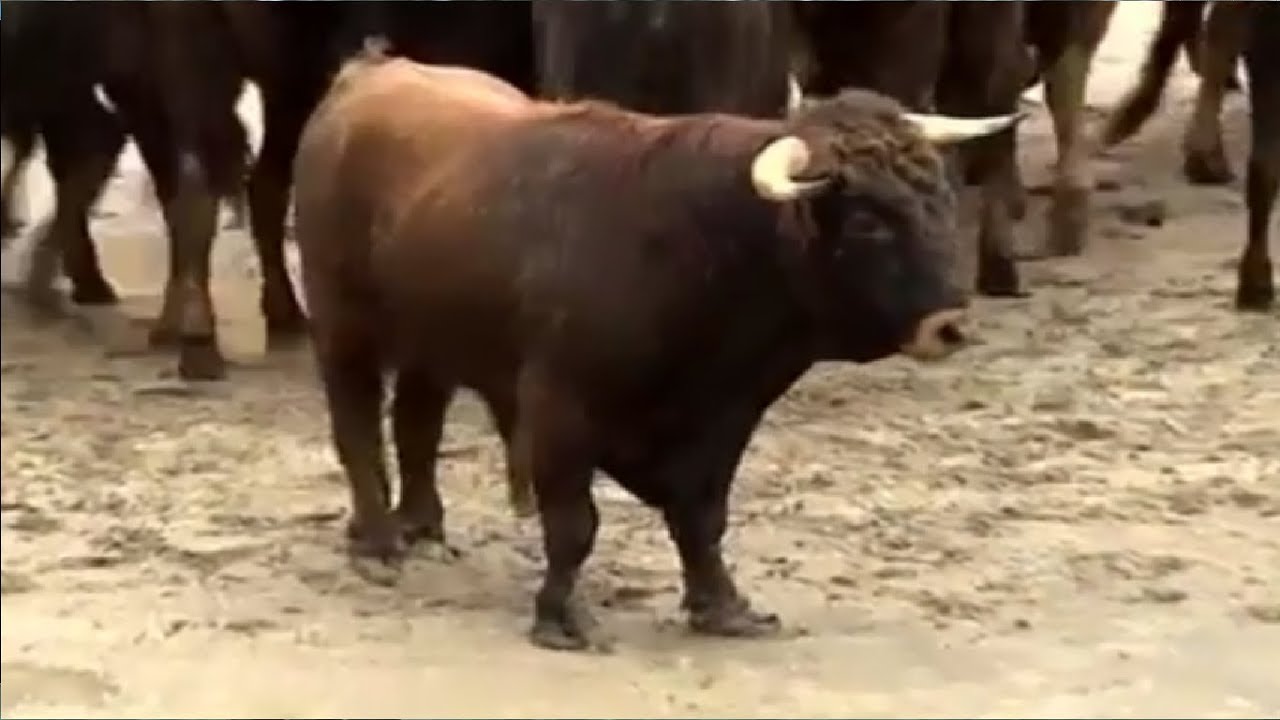 Chiquitín, El Toro Más Pequeño Del Mundo - YouTube