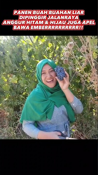 PANEN BUAH LIAR ALA TRIANA SEZGIN BAWA EMBER | EMBER | ANGGUR MUSCAT | APEL | #shorts, - YouTube