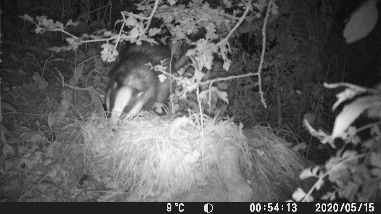 Badger eating Pheasant eggs Part 2 - YouTube