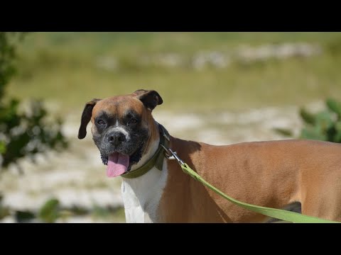 What Is the Average Life Span of Boxer Dogs and How to Keep Them Happy ...