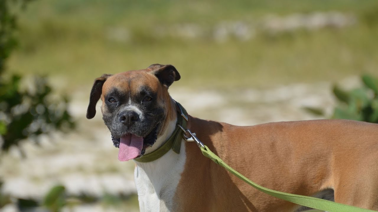Boxer Dog Lifespan and Health Issues - YouTube