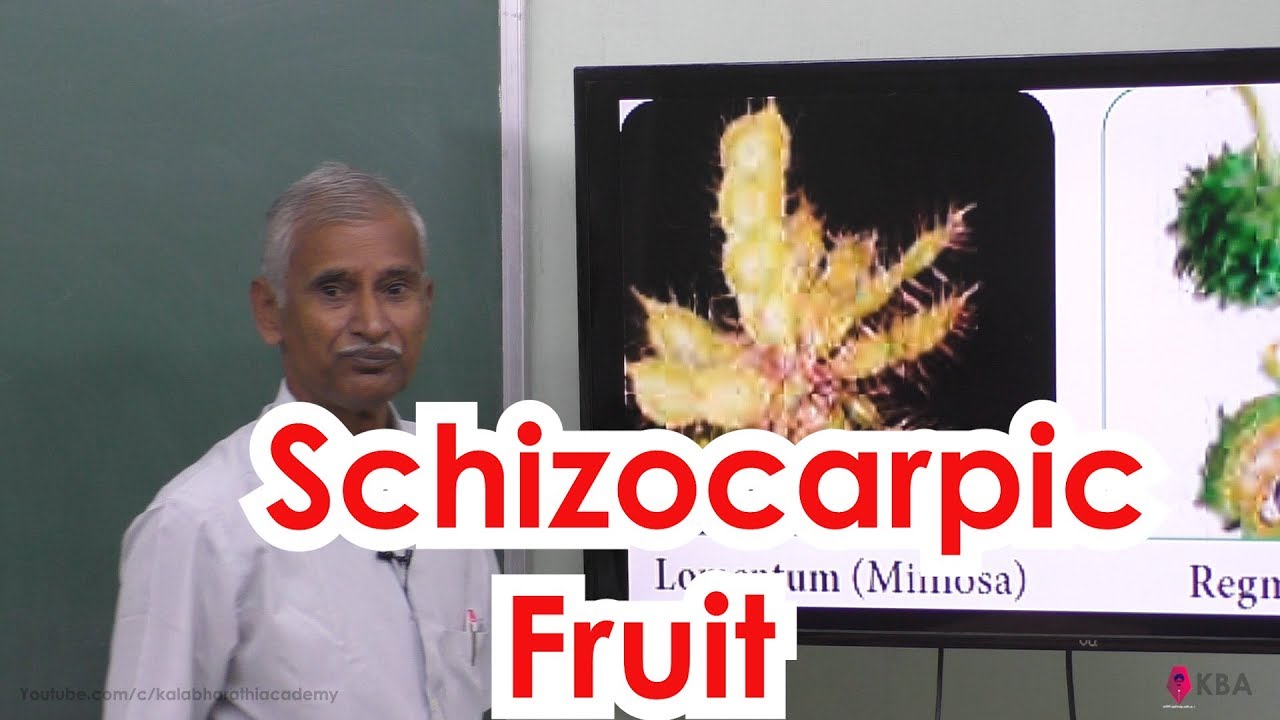 50.Botany | Reproductive Morphology | Schizocarpic fruit - YouTube